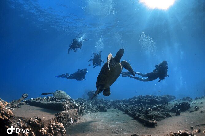 Beginner Scuba Dive in Lahaina: Swimming Required - An Honest Look at the Lahaina Scuba Experience