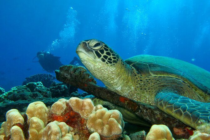 Beginner Scuba Dive in Lahaina: Swimming Required - Why It’s a Good Value