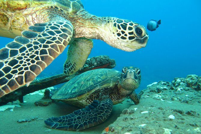 Beginner Scuba Dive in Lahaina: Swimming Required - Final Thoughts