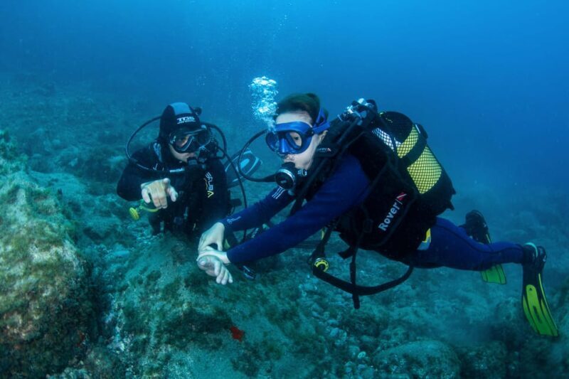 Beginner Scuba Dive with Scubapoint Tenerife in Turtle Area - An Introduction to the Experience