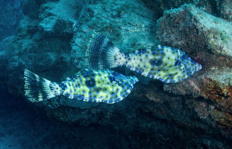 Beginner Scuba Dive with Scubapoint Tenerife in Turtle Area - Who Should Consider This Experience?