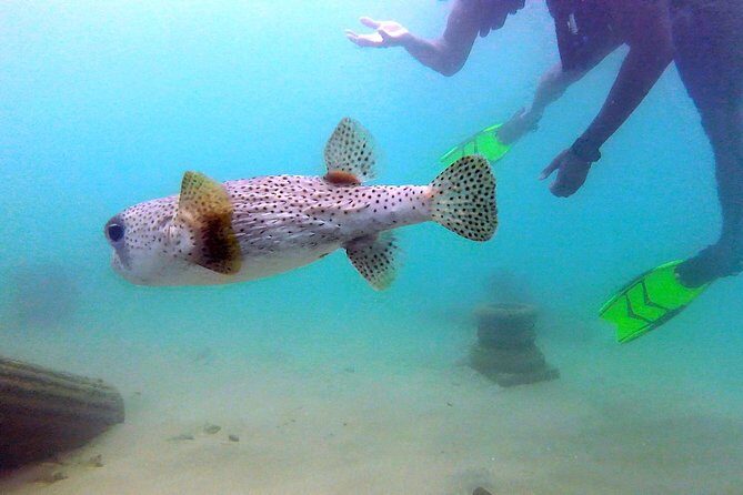 Beginner Scuba Diving with Turtles and Videos, San Juan - Key Points