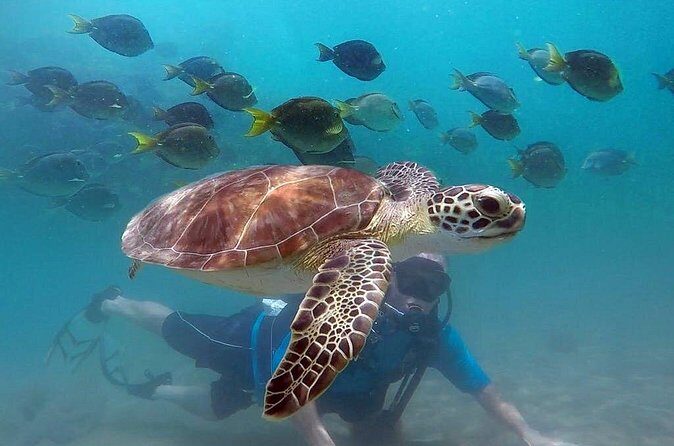 Beginner Scuba Diving with Turtles and Videos, San Juan - The Review from Travelers