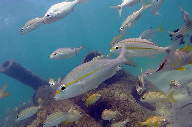 Beginner Scuba Diving with Turtles and Videos, San Juan - The Sum Up