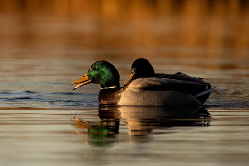 Beginners Wildlife Photography Workshop - Beginners Wildlife Photography Workshop Review
