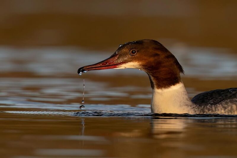 Beginners Wildlife Photography Workshop - Key Points