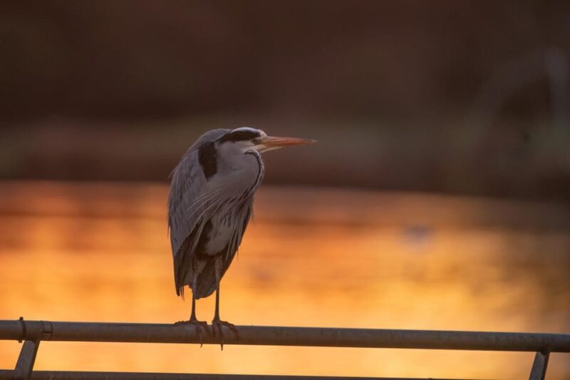 Beginners Wildlife Photography Workshop - Evaluating the Value