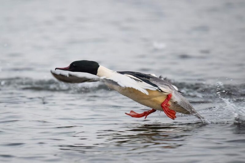 Beginners Wildlife Photography Workshop - The Sum Up: Who This Experience Is Best For