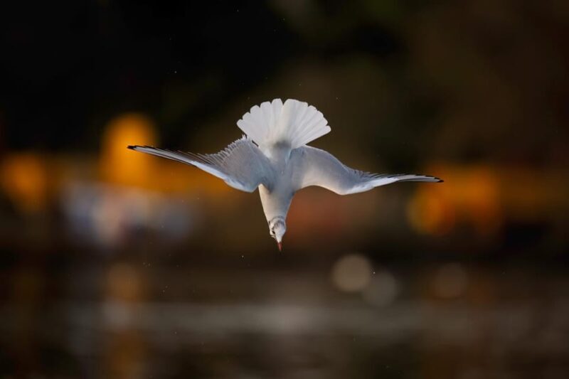 Beginners Wildlife Photography Workshop - Frequently Asked Questions