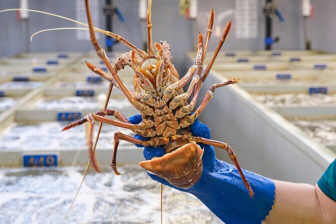 Behind-The-Scenes Ocean Harvest Tour - Practical Details and Considerations