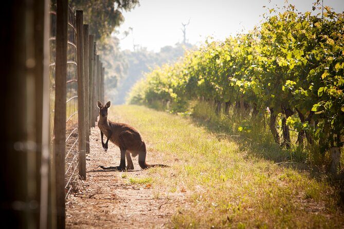 Behind The Scenes Tour with Food & Wine Pairing - The Value of This Experience