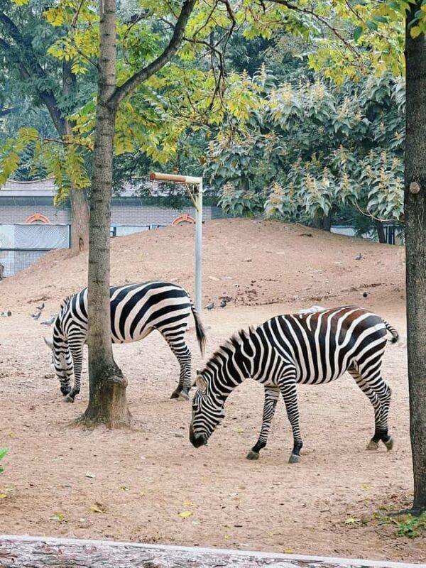 Beijing: Beijing Zoo Entry Ticket - Key Points