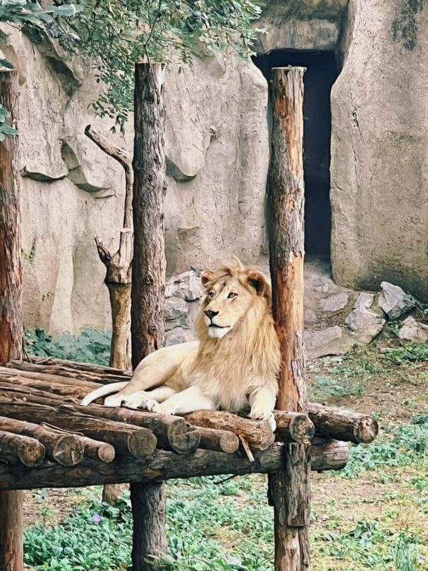 Beijing: Beijing Zoo Entry Ticket - Introduction: What is the Beijing Zoo Tour All About?