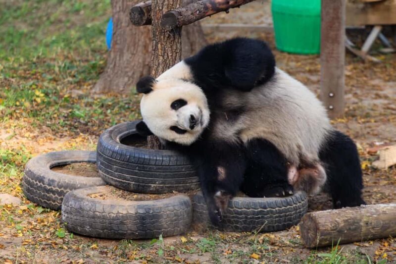 Beijing: Beijing Zoo Entry Ticket - The Sum Up: Who Should Consider This Tour?