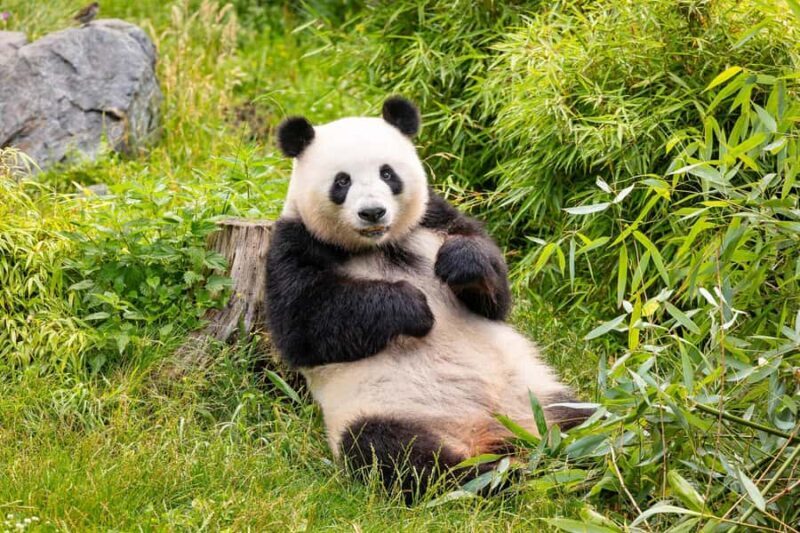 Beijing: Beijing Zoo Official Entry Ticket with Panda House - Who Should Consider This Tour?