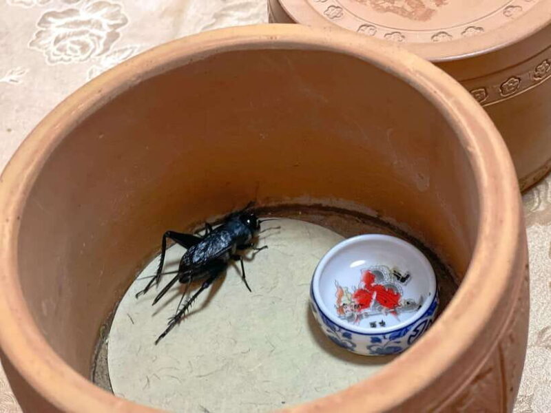 Beijing: Best Hutongs Cultural Tour for the Cricket Fights - Key Points