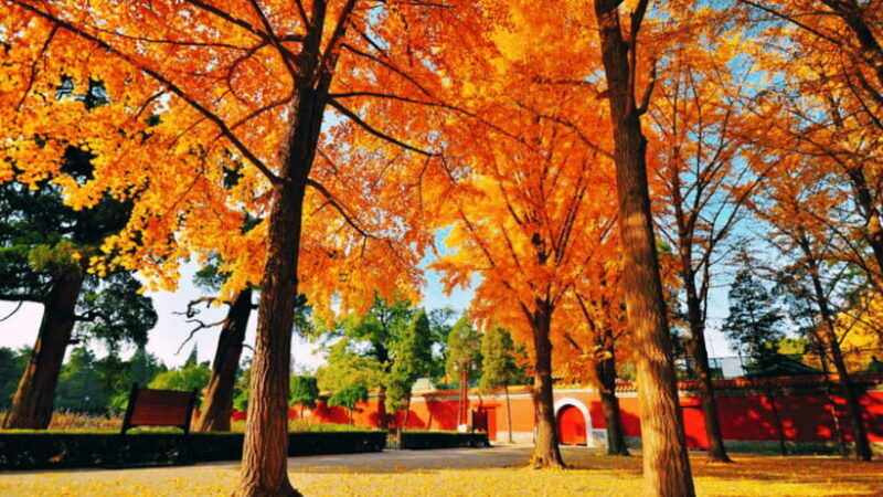 Beijing: JingShan park (palace museum garden) entry ticket - A Deep Dive into Jingshan Park: What Makes It Special