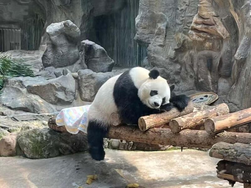 Beijing: Mutianyu Great Wall and Panda House Private Tour - Who Would Love This Tour?