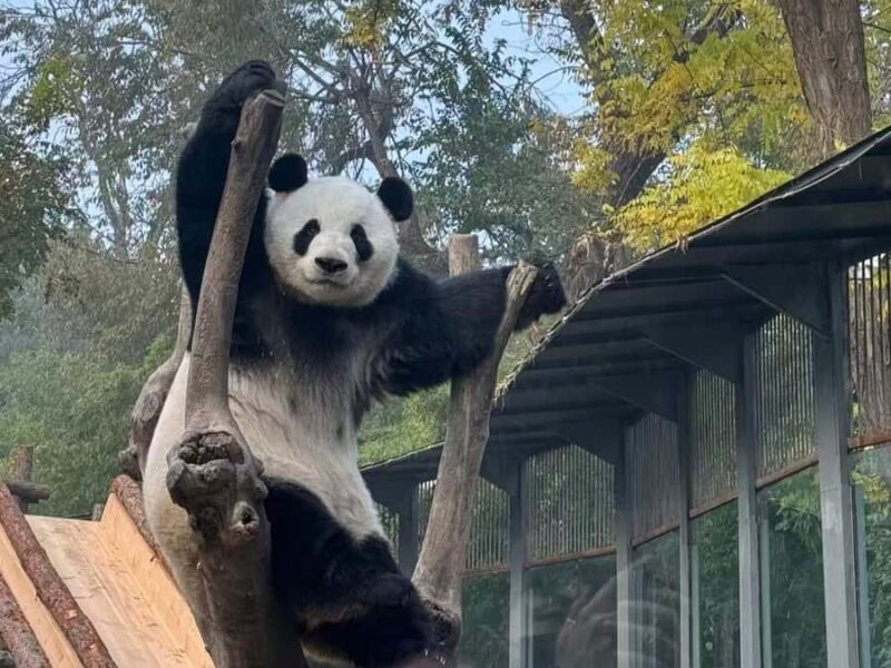 Beijing: Mutianyu Great Wall and Panda House Private Tour - The Sum Up