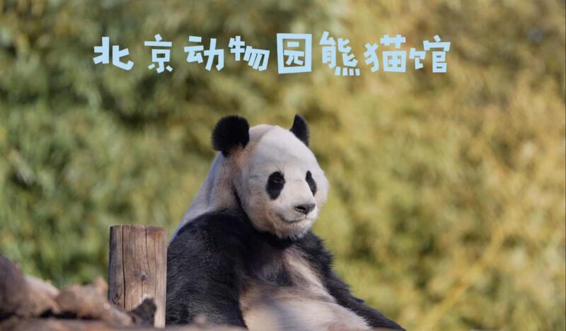 Beijing: Panda House Ticket (Zoo) October-limited Discount - A Practical Look at the Panda House Ticket Experience