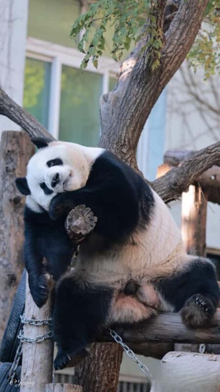 Beijing: Panda Pavilion Tickets - Who Should Consider This Tour?