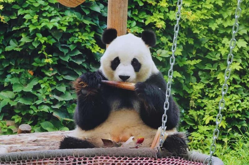 Beijing: Private Forbidden City & Panda Zoo Family Tour - A Complete Guide to the Tour Experience