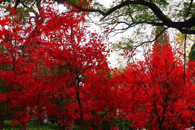 Beijing Private Tour to Summer Palace and Fragrant Hill with Cable Car Ride - Final Thoughts