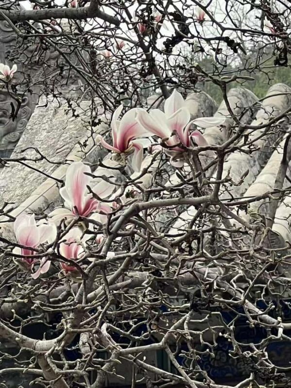 Beijing: Tanzhe Temple Blessing Tour with Guide - Final thoughts