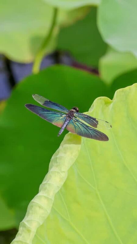 Beijing: Taoranting Park Entry Ticket - The Value of This Experience