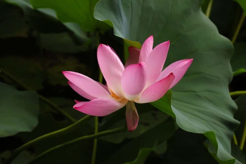 Beijing: Taoranting Park Entry Ticket - Frequently Asked Questions