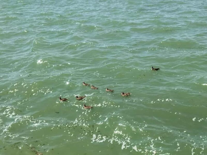 Beijing: Temple of Heaven, Summer Palace & Cooking Class - An Introduction to Beijing’s Cultural Gems