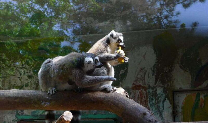 Beijing: The Beijing Zoo Entry Ticket with Pandas - Key Points