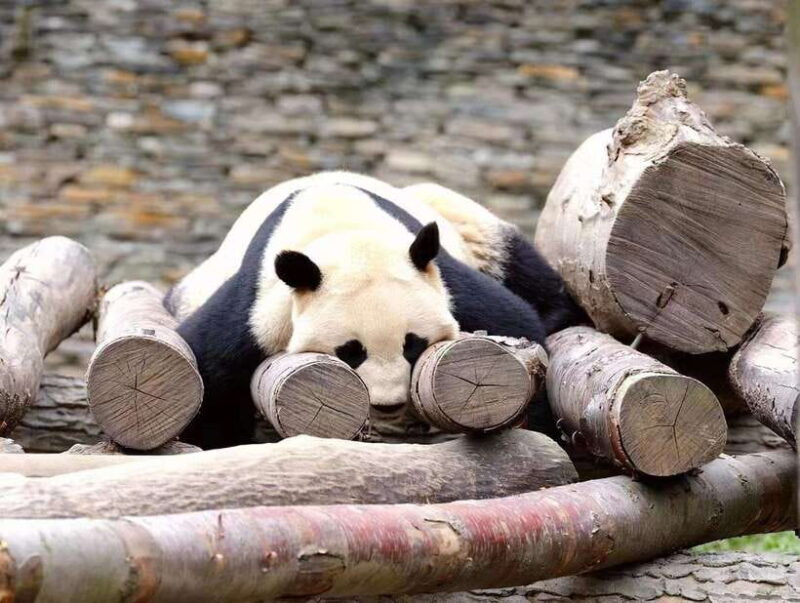 Beijing: The Beijing Zoo Entry Ticket with Pandas - An Honest Look at the Beijing Zoo Experience