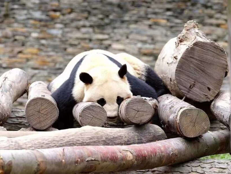 Beijing: The Beijing Zoo Entry Ticket with Pandas - FAQ