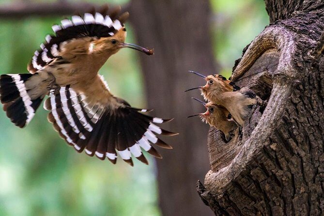 Beijing Walking Tour: Temple of Heaven and Hongqiao Market - Who Would Benefit Most?