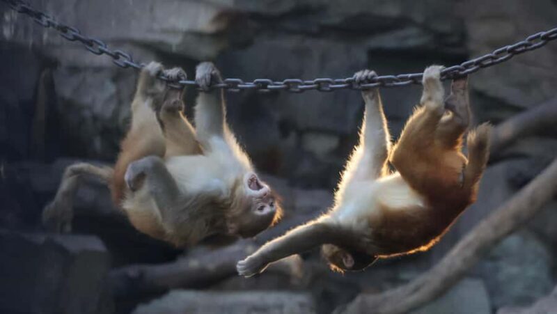 Beijing Zoo Entry Ticket - Panda House Included - The Design and Comfort of the Panda House