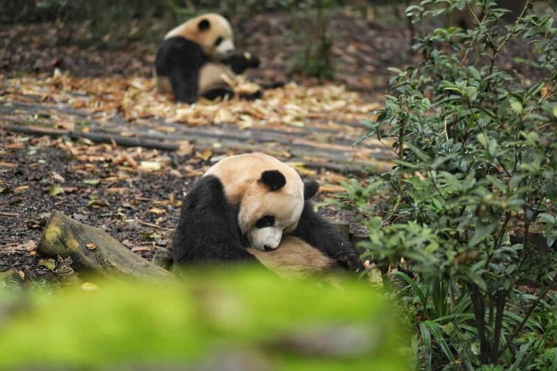 Beijing Zoo Entry Ticket - Panda House Included - Who Will Appreciate This Experience Most?
