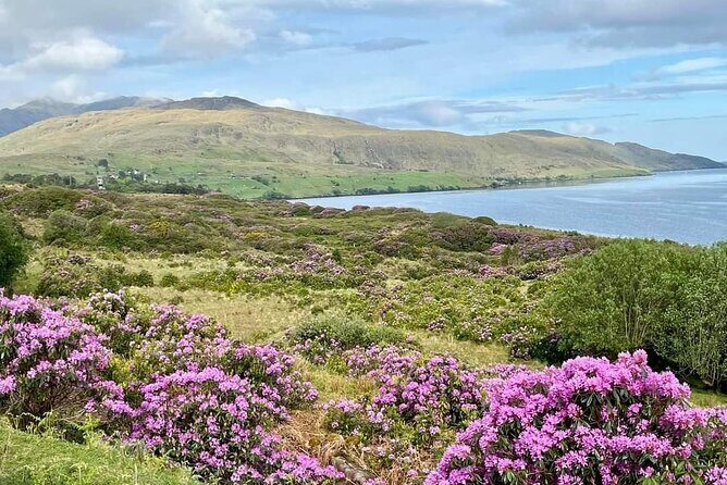 Belfast & Giants Causeway Luxury Mercedes Private Tour for 6 pax - Why Choose This Tour?