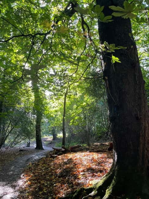 Belfast: Sir Thomas & Lady Dixon Park Walk & Alfresco Picnic - Practical Details and What to Expect