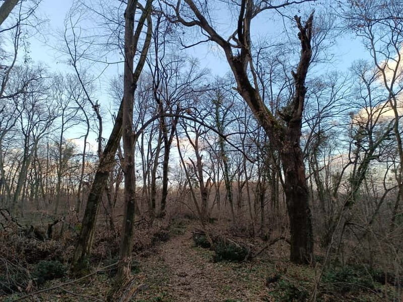 Belgrade: Kosutnjak forest hiking tour - Itinerary Breakdown: What You’ll See and Experience