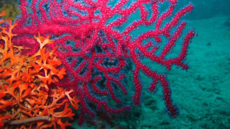 Beli - Discovery dive - Key Points