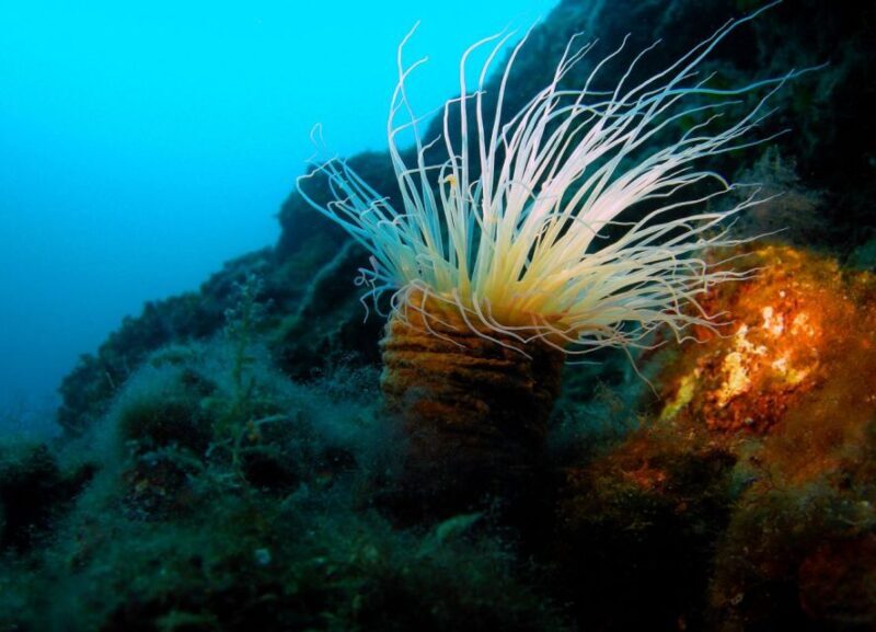 Beli - Discovery dive - What Travelers Can Expect