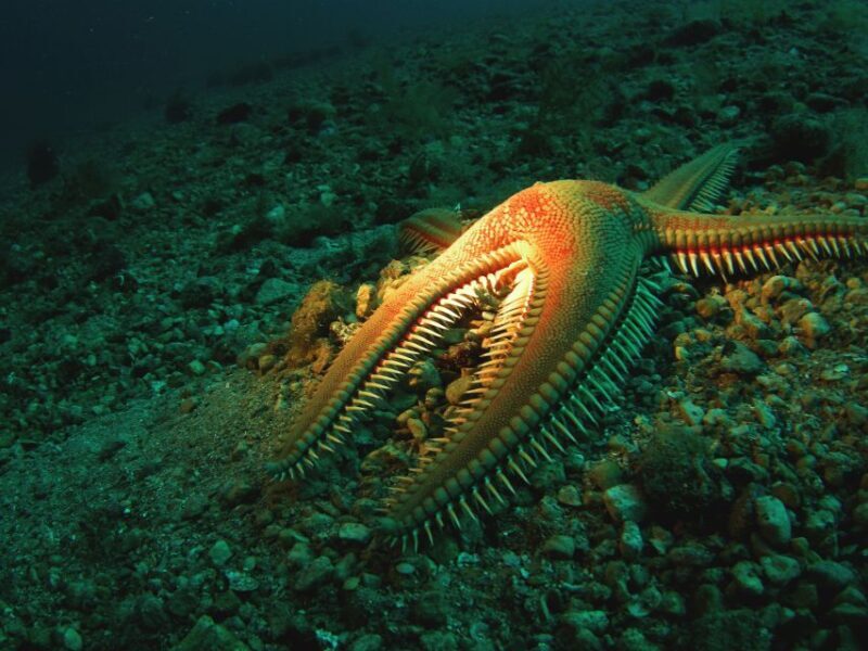 Beli - Discovery dive - Practical Considerations