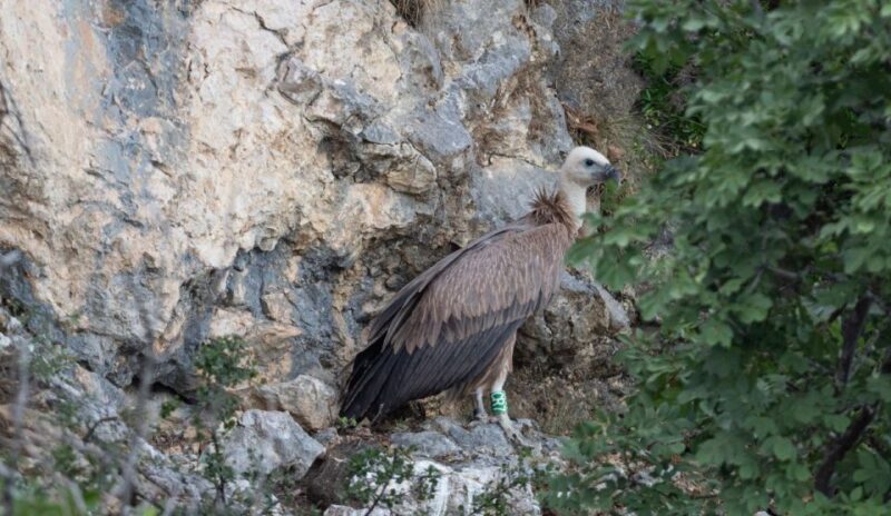Beli - Griffon Vultures Bird Watching Boat Trip - A Closer Look at the Beli Griffon Vulture Boat Tour
