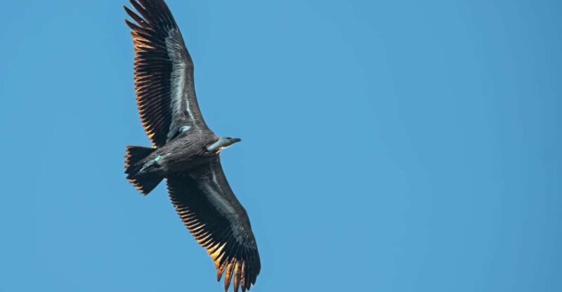 Beli - Griffon Vultures Bird Watching Boat Trip - What You Can Expect During the Experience