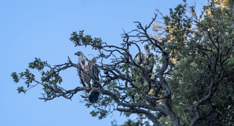 Beli - Griffon Vultures Bird Watching Boat Trip - Practical Tips and Considerations