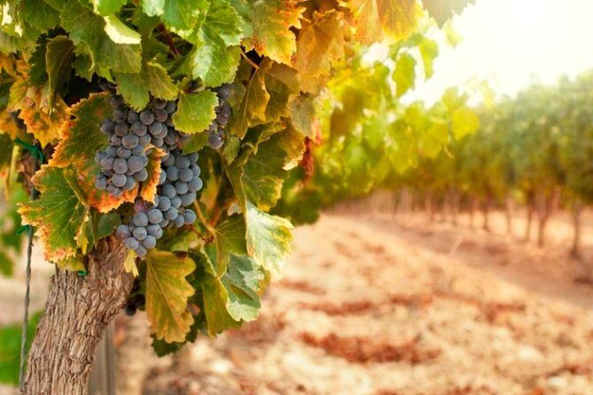 Bella Toscana Private Tour: 2 Chianti Wineries and San Gimignano From Livorno - A Closer Look at the Tour Experience
