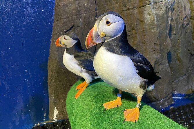 Beluga and Puffin Sanctuary Visitor Centre with Aquarium - A Balanced Look at the Beluga and Puffin Sanctuary Tour