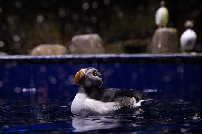 Beluga and Puffin Sanctuary Visitor Centre with Aquarium - Final Thoughts: Is It Worth It?