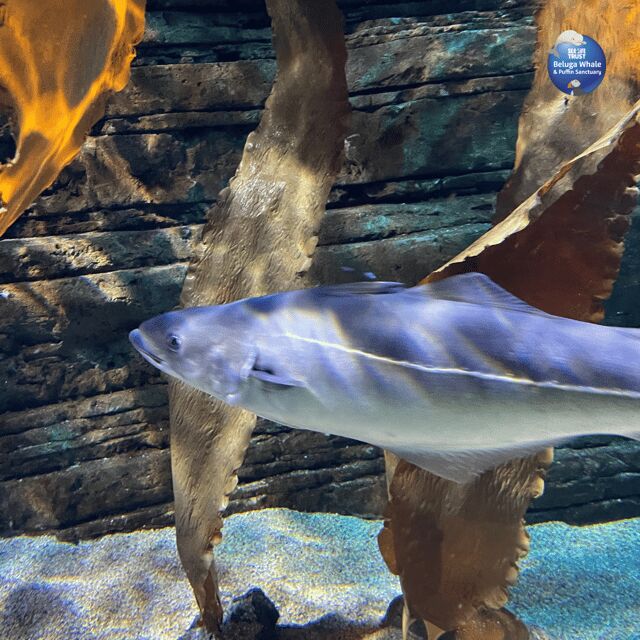 Beluga Whale Sanctuary - Admissions - What to Expect at the Sanctuary